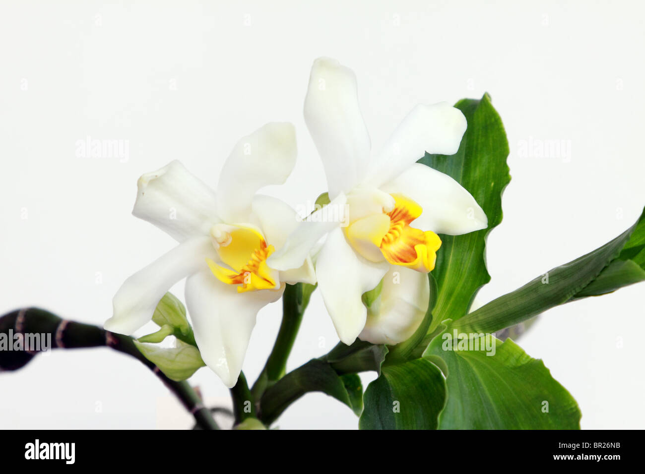 Chysis bractescens hi-res stock photography and images - Alamy