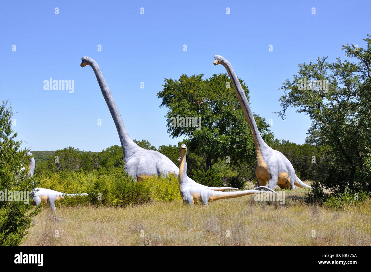 Ultrasaurus, Dinosaur World, Glen Rose, Texas, USA Stock Photo - Alamy