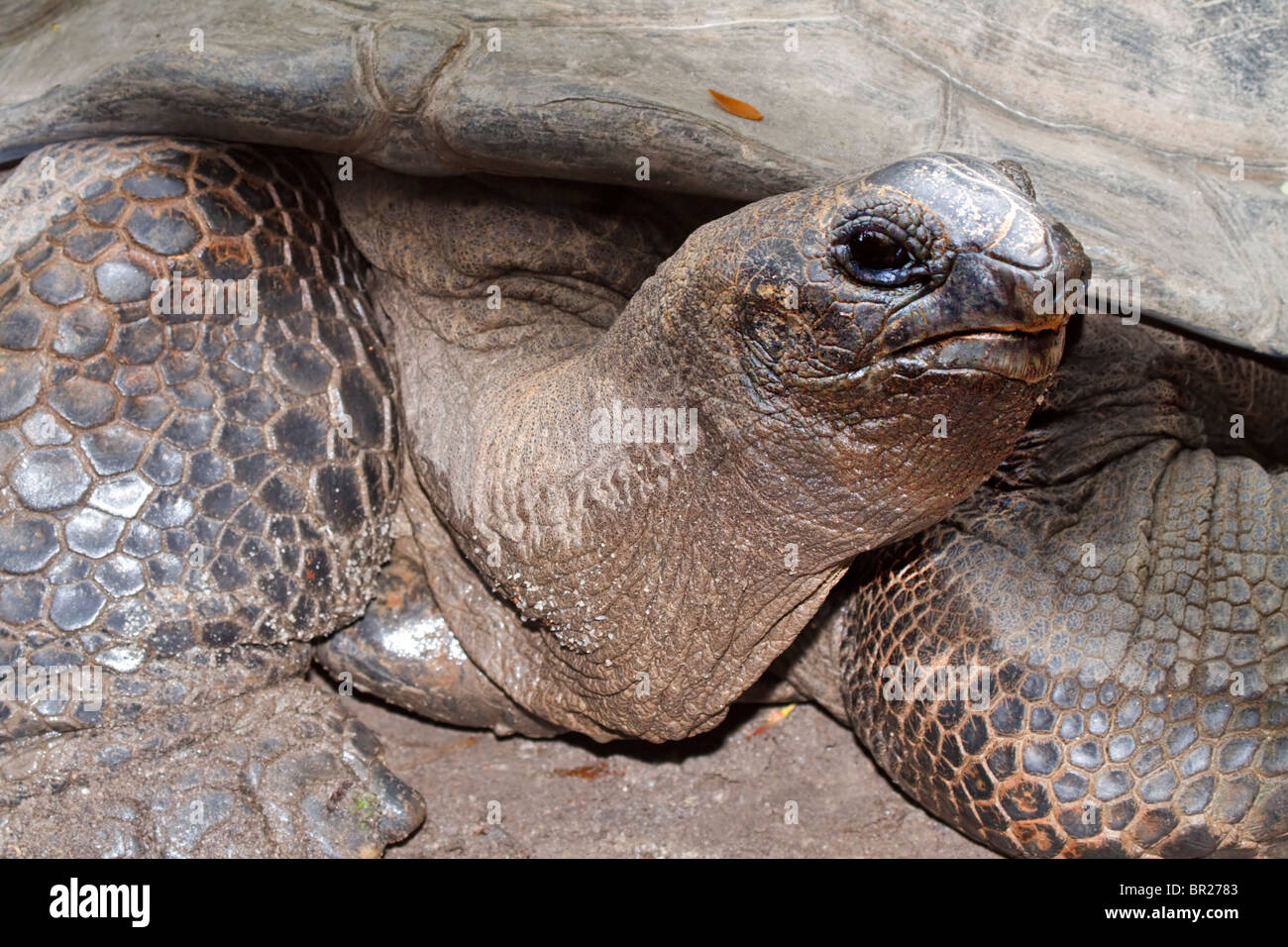 Aldabra tortoise hi-res stock photography and images - Alamy