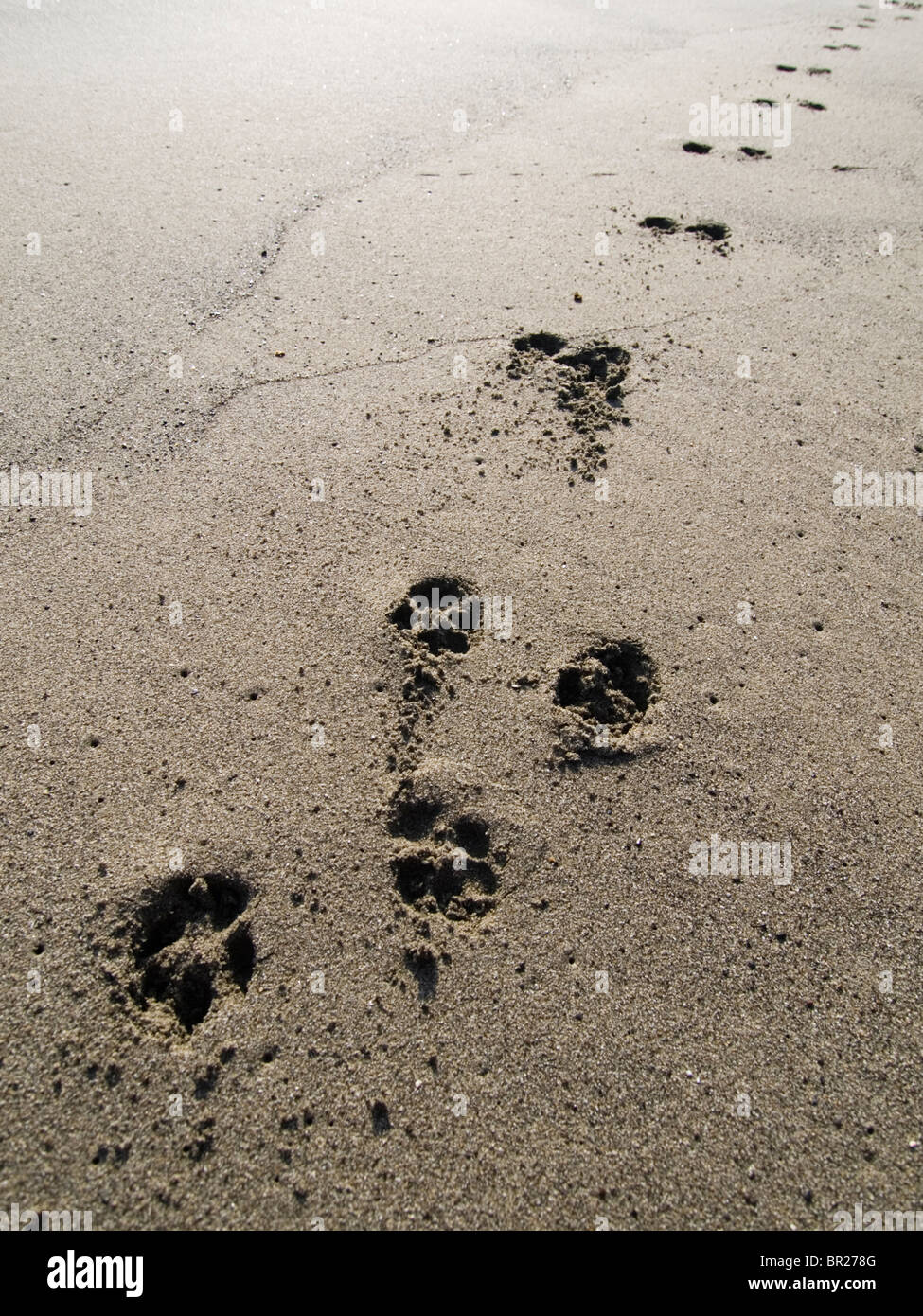 Animal footprints in the sand Stock Photo - Alamy