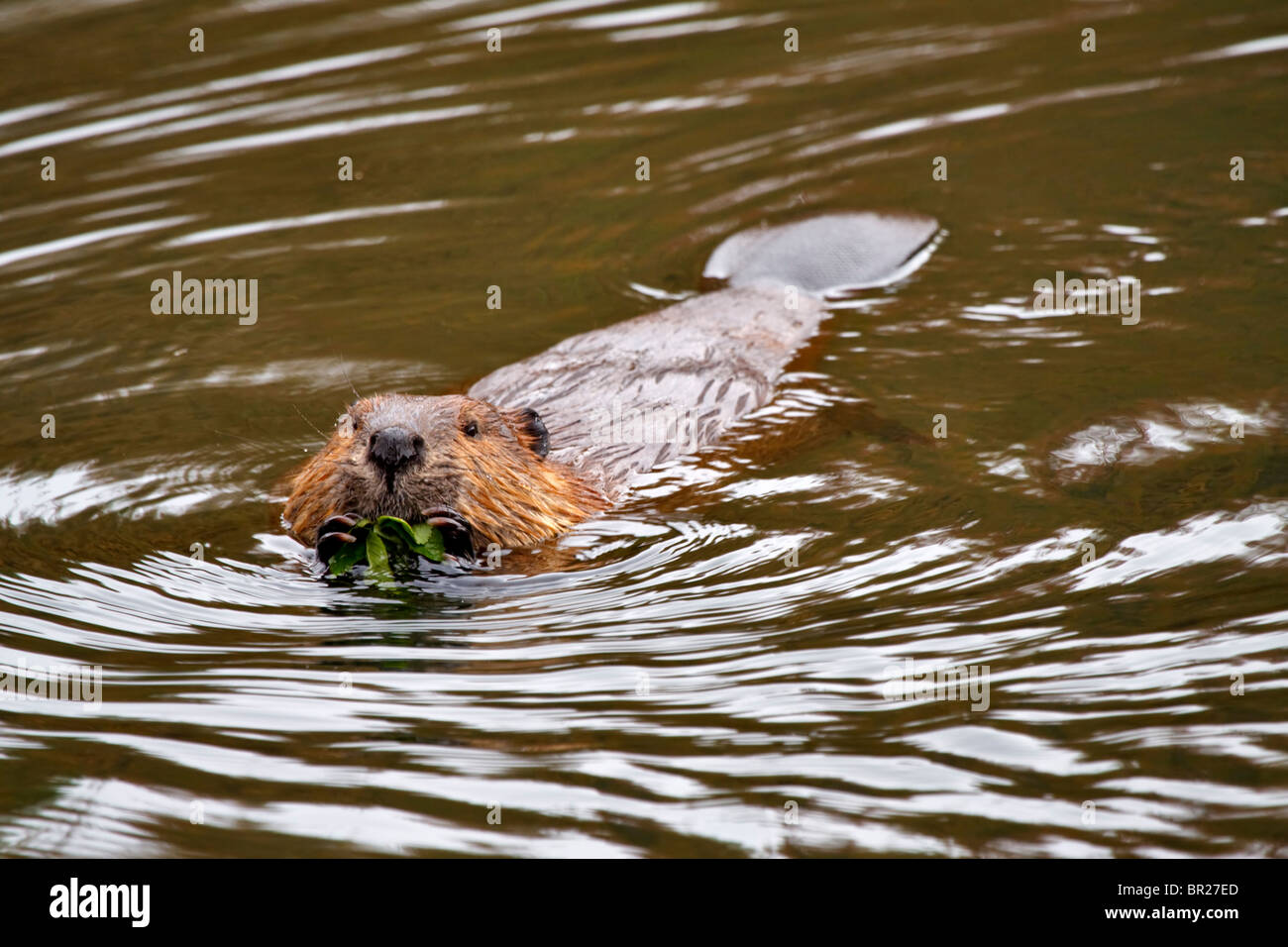 Beaver swimming in water hi-res stock photography and images - Alamy
