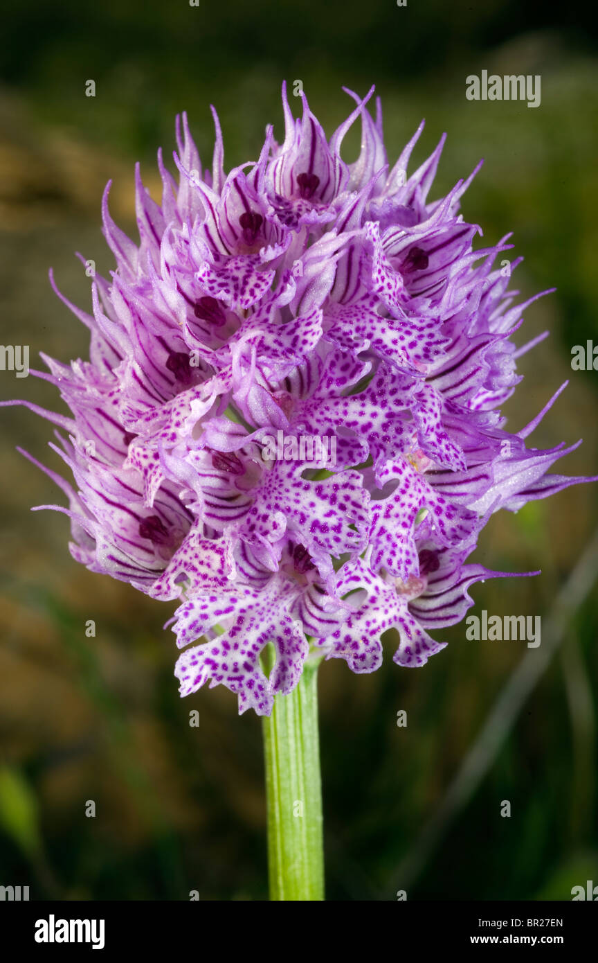 Neotinea tridentata hi-res stock photography and images - Alamy