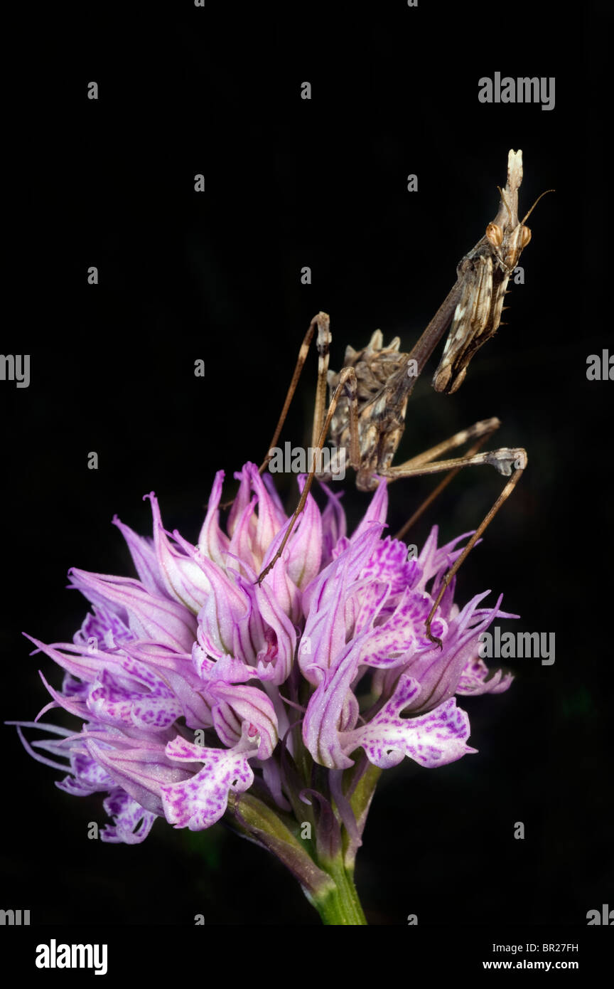 Praying orchid mantis hi-res stock photography and images - Alamy