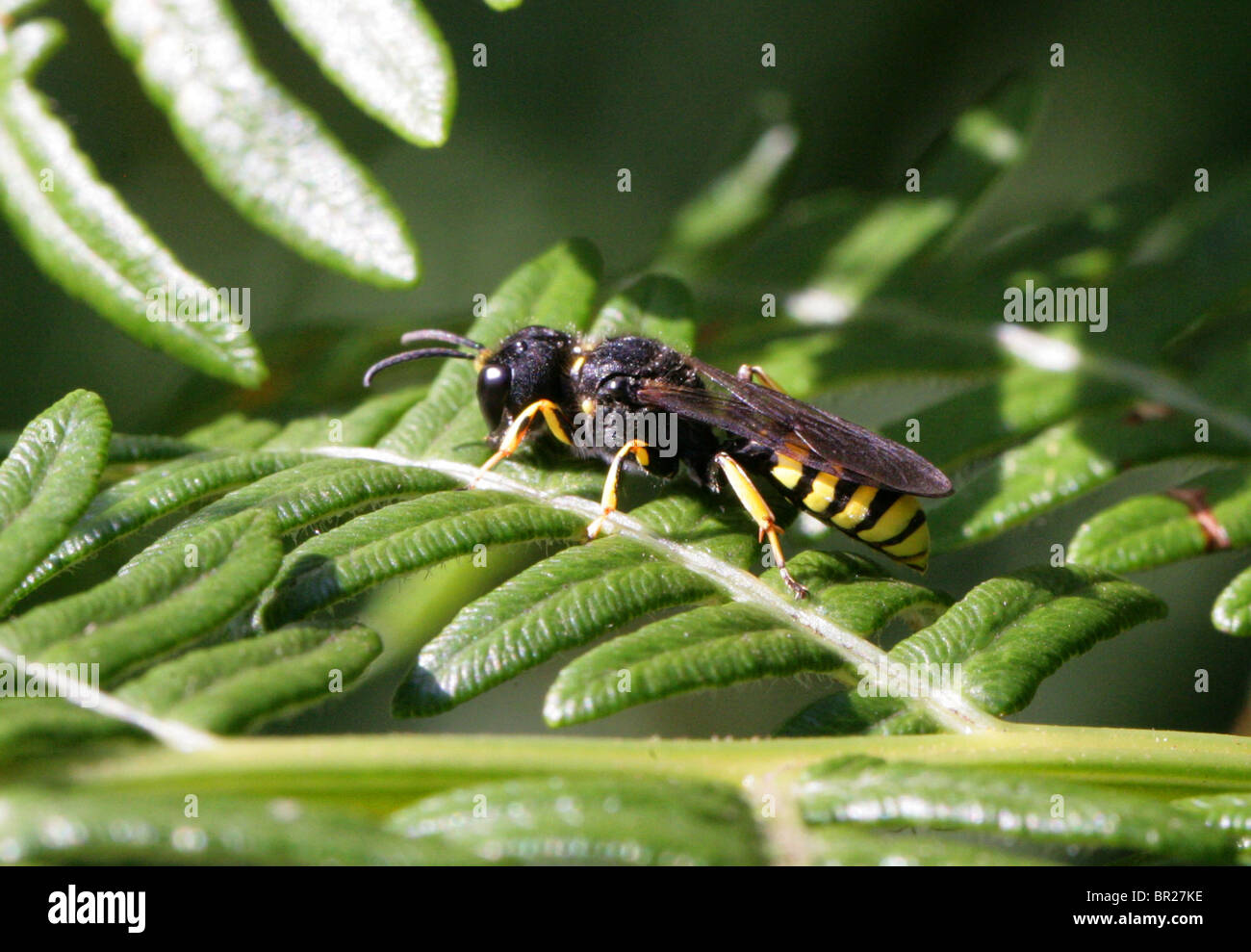 Digger Wasp, Ectemnius cavifrons, Sphecidae, Apoidea, Apocrita ...