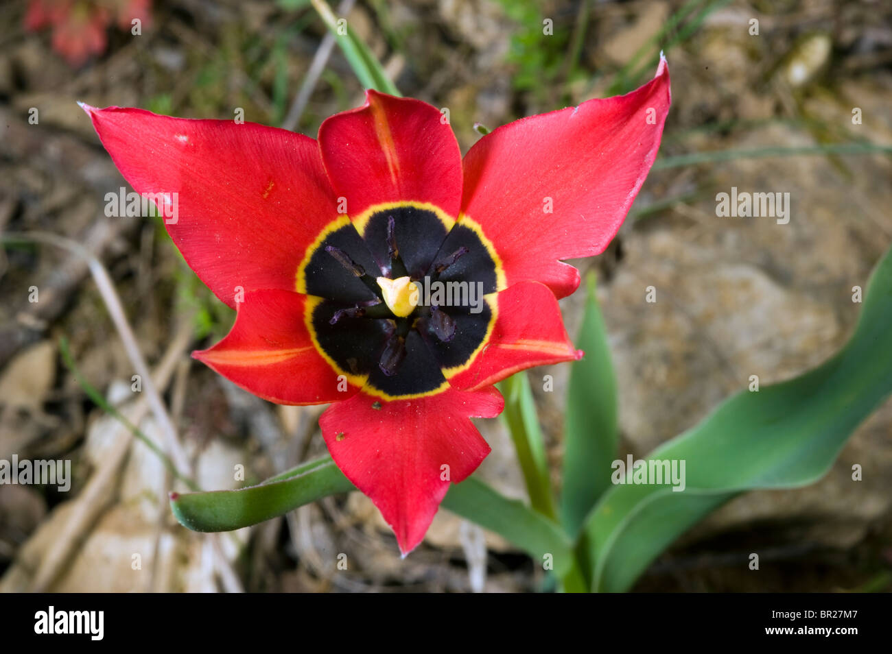 Wild tulip Mugla Turkey Stock Photo - Alamy