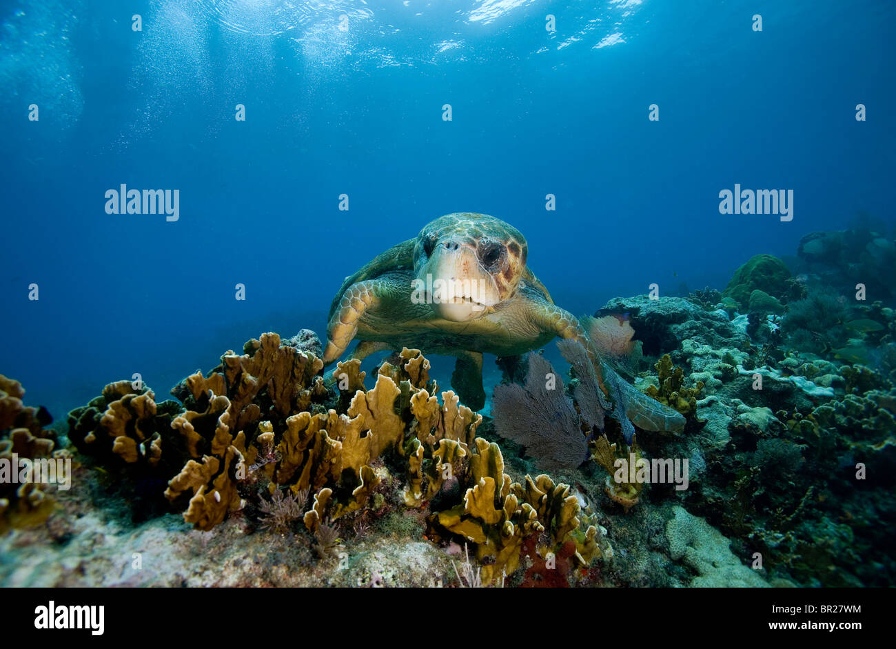 Loggerhead turtle (Caretta caretta) on a coral reef in the Florida Keys ...