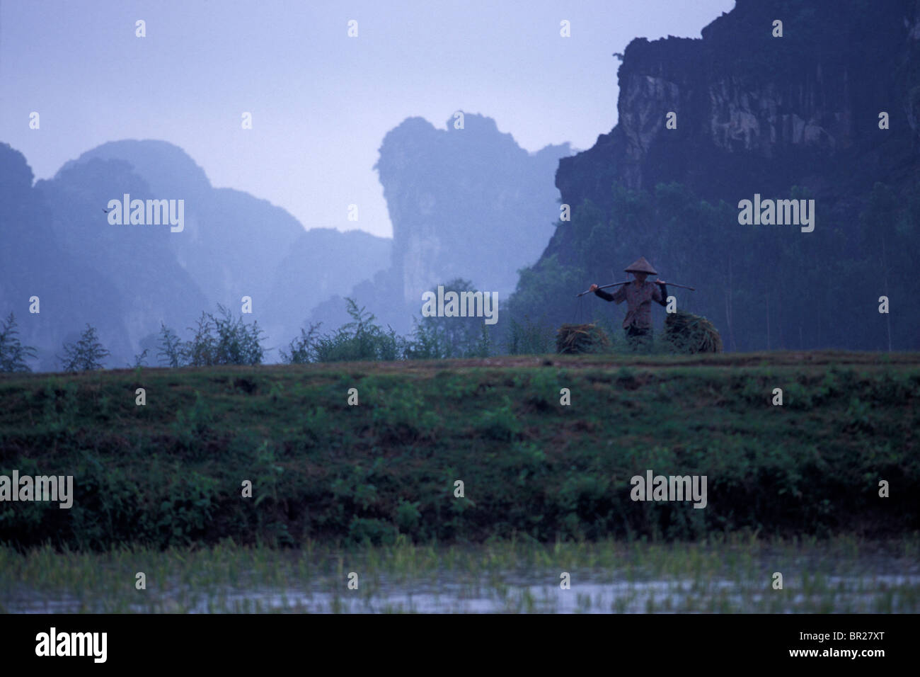 Rice farmer carrying heavy load of rice surrounded by rock formations ...