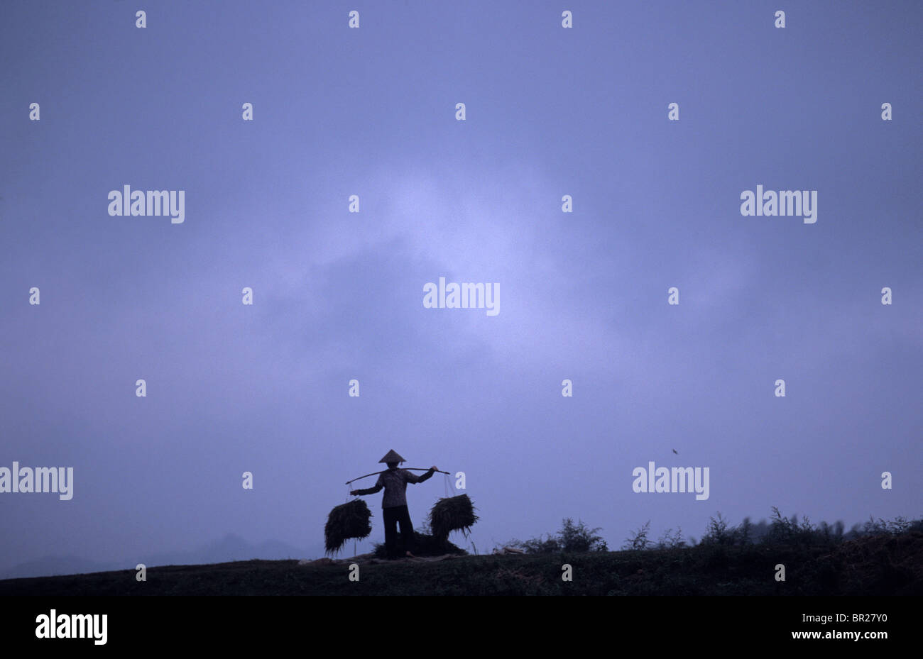 Rice farmer carrying heavy load of rice near Tam Coc, Vietnam ...