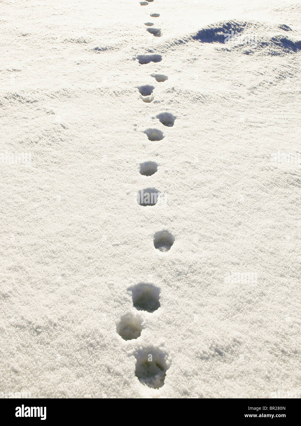 Searching prints hi-res stock photography and images - Alamy