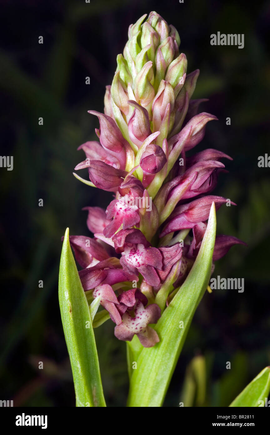 Anatolia wild orchid hi-res stock photography and images - Alamy