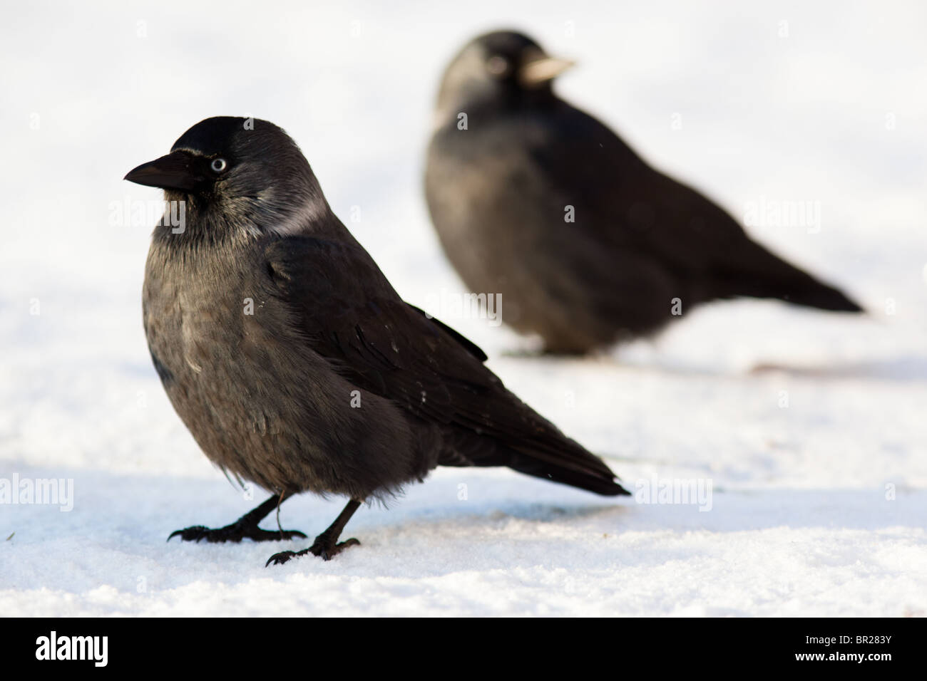 Jackdaw (Corvus monedula) in nature Stock Photo - Alamy