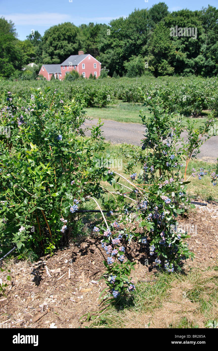 Blueberry farm in New England, Connecticut, USA Stock Photo - Alamy