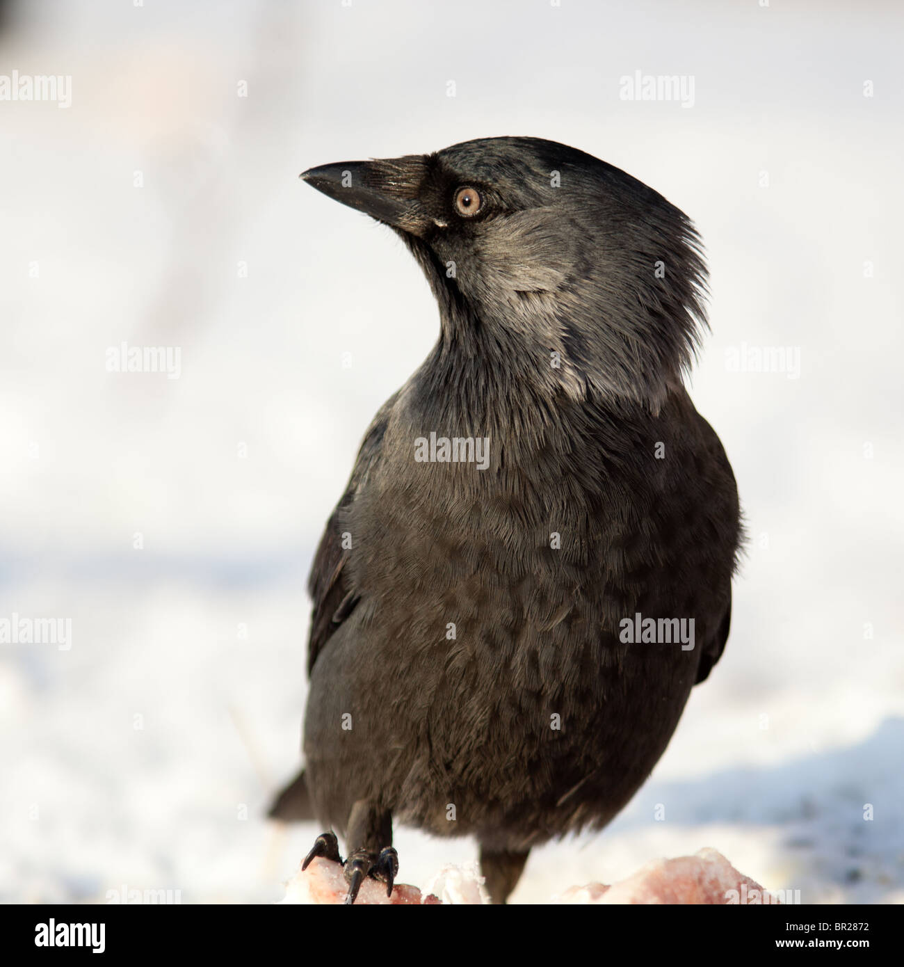 Jackdaw (Corvus monedula) in nature Stock Photo - Alamy