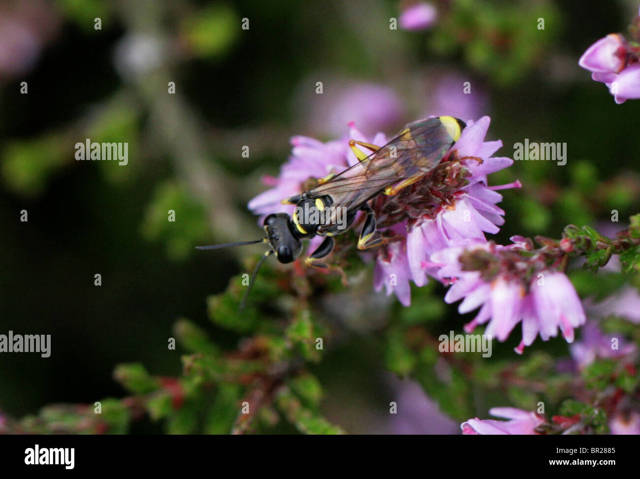 Field Digger Wasp, Mellinus arvensis, Sphecidae, Apoidea, Apocrita ...