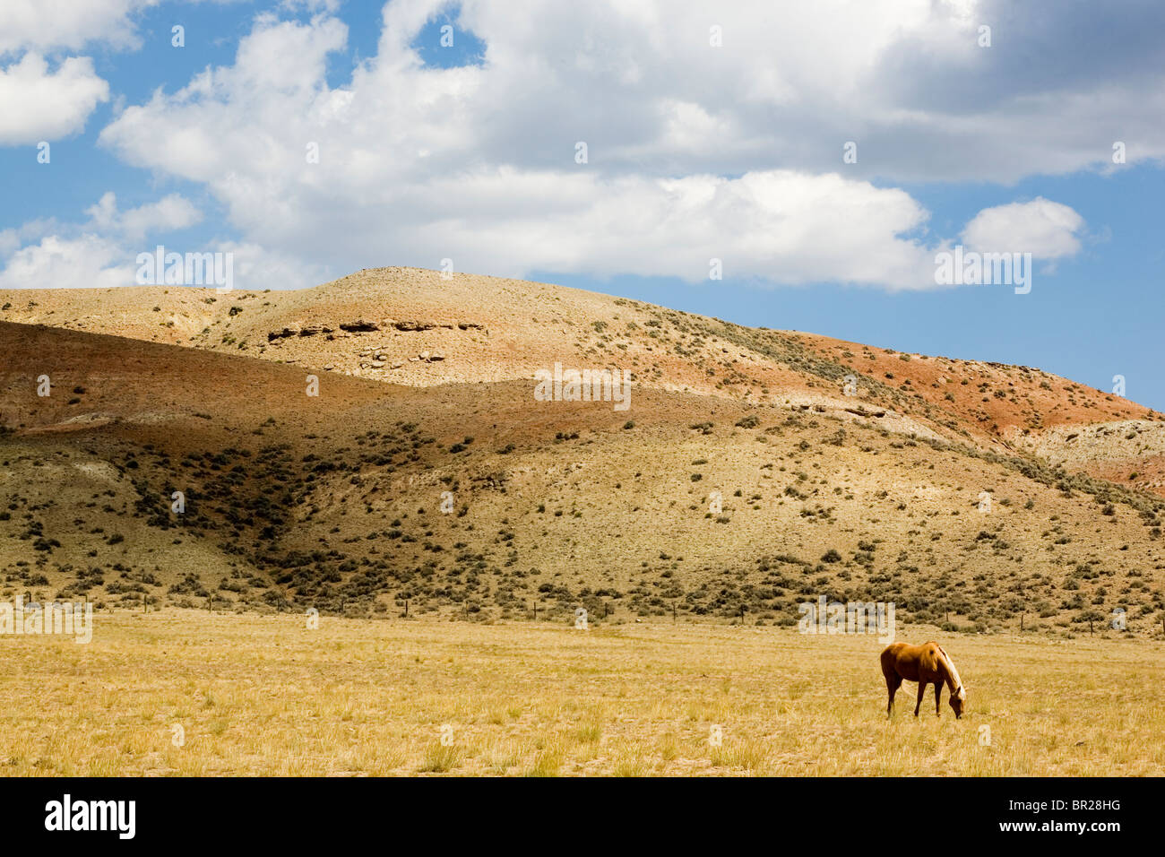 Red horse grazing high hi-res stock photography and images - Alamy