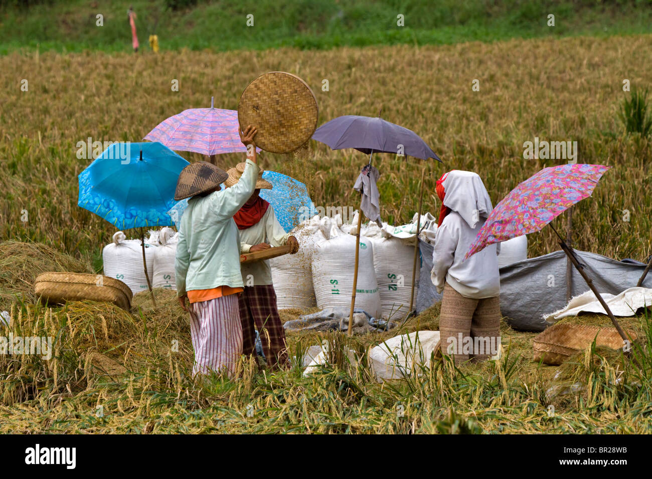 Women harvesting rice hi-res stock photography and images - Alamy