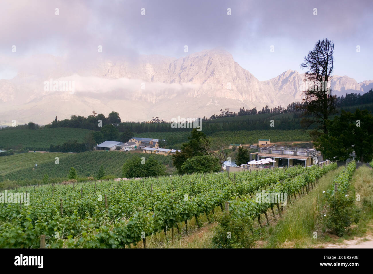 A wine vineyard below the Drakenstein mountains in the Banhoek Valley ...
