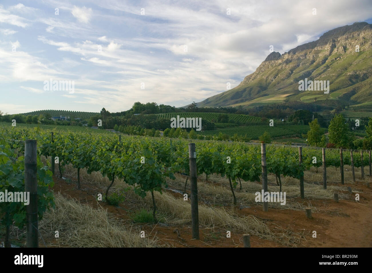 A wine vineyard below the Drakenstein mountains in the Banhoek Valley ...