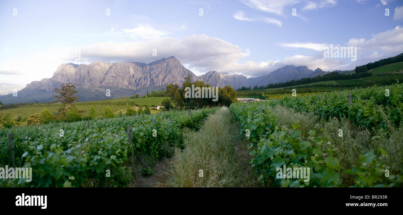 A wine vineyard below the Drakenstein mountains in the Banhoek Valley ...