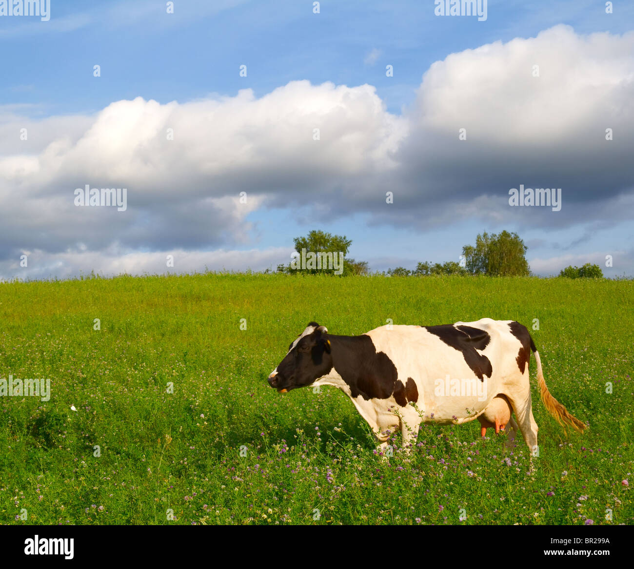 cow in the meadow Stock Photo - Alamy