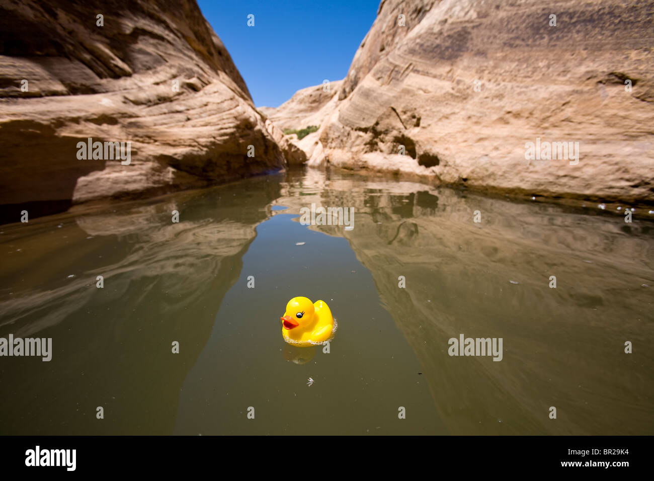 Rubber ducky humor hi-res stock photography and images - Alamy