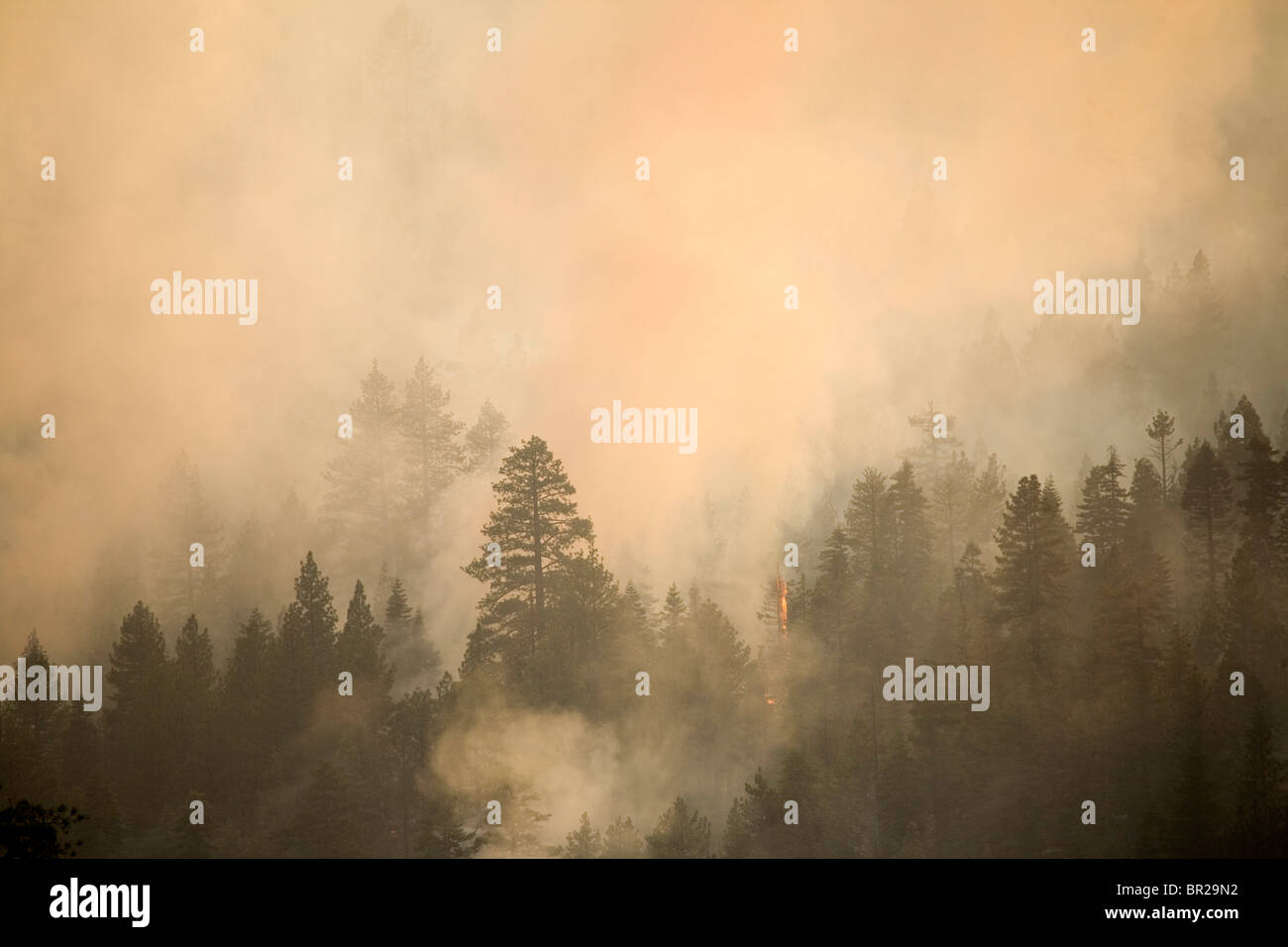 Angora Fire in South Lake Tahoe, CA Stock Photo - Alamy