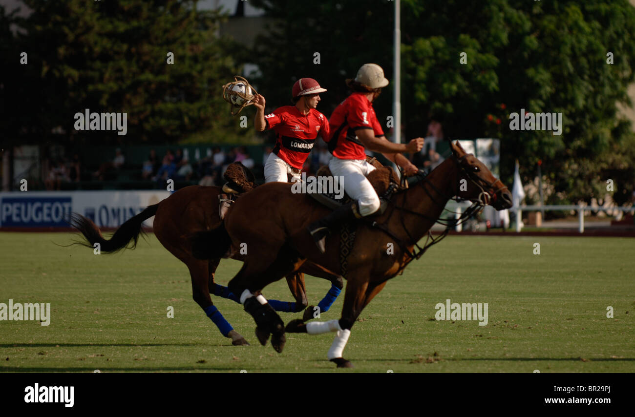 Pato hi-res stock photography and images - Alamy