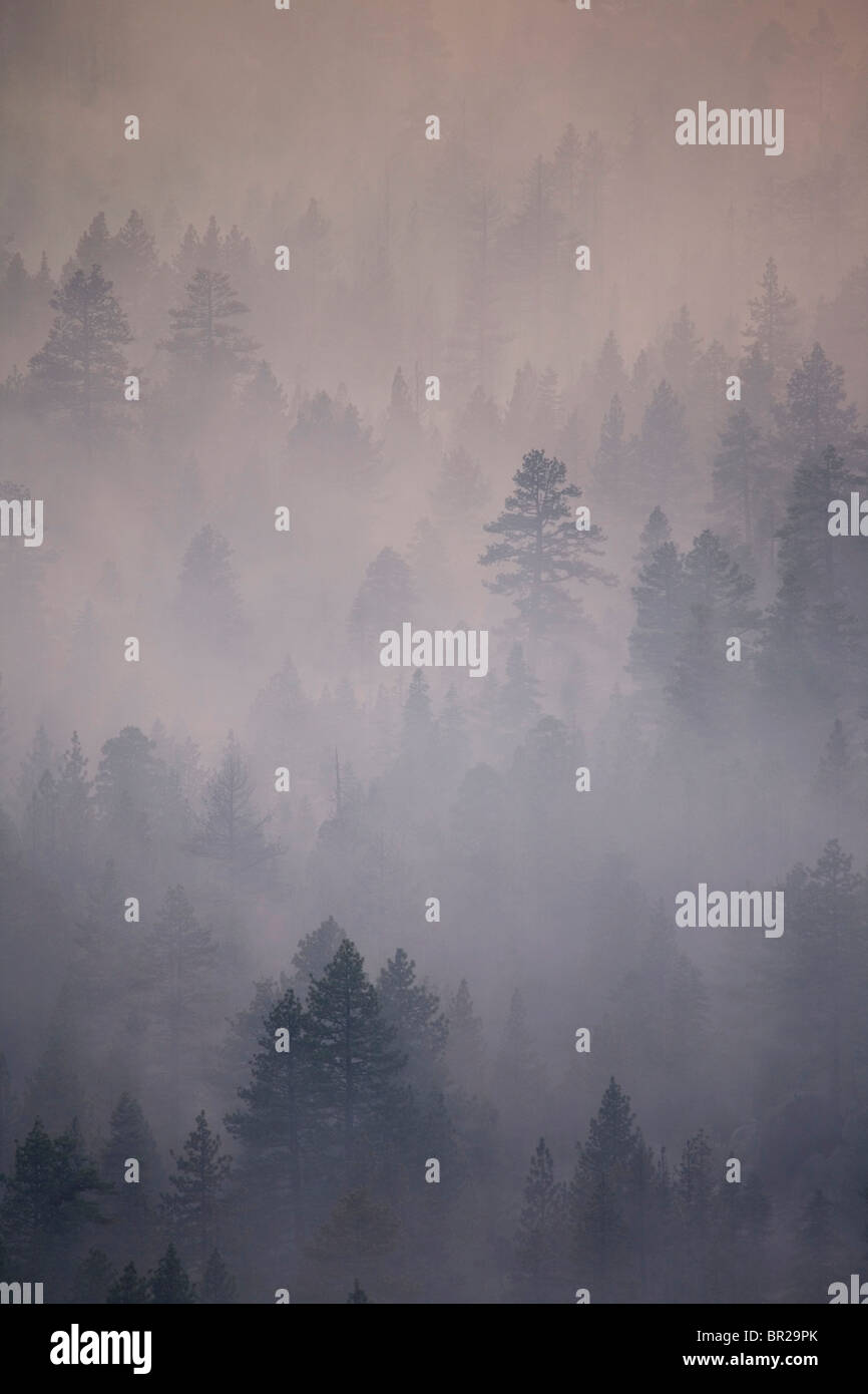Angora Fire in South Lake Tahoe, CA Stock Photo - Alamy