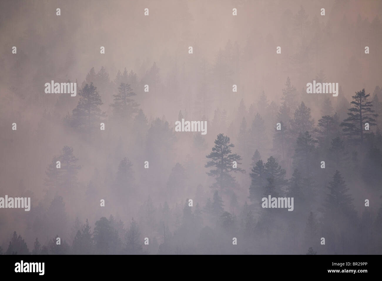 Angora Fire in South Lake Tahoe, CA Stock Photo - Alamy