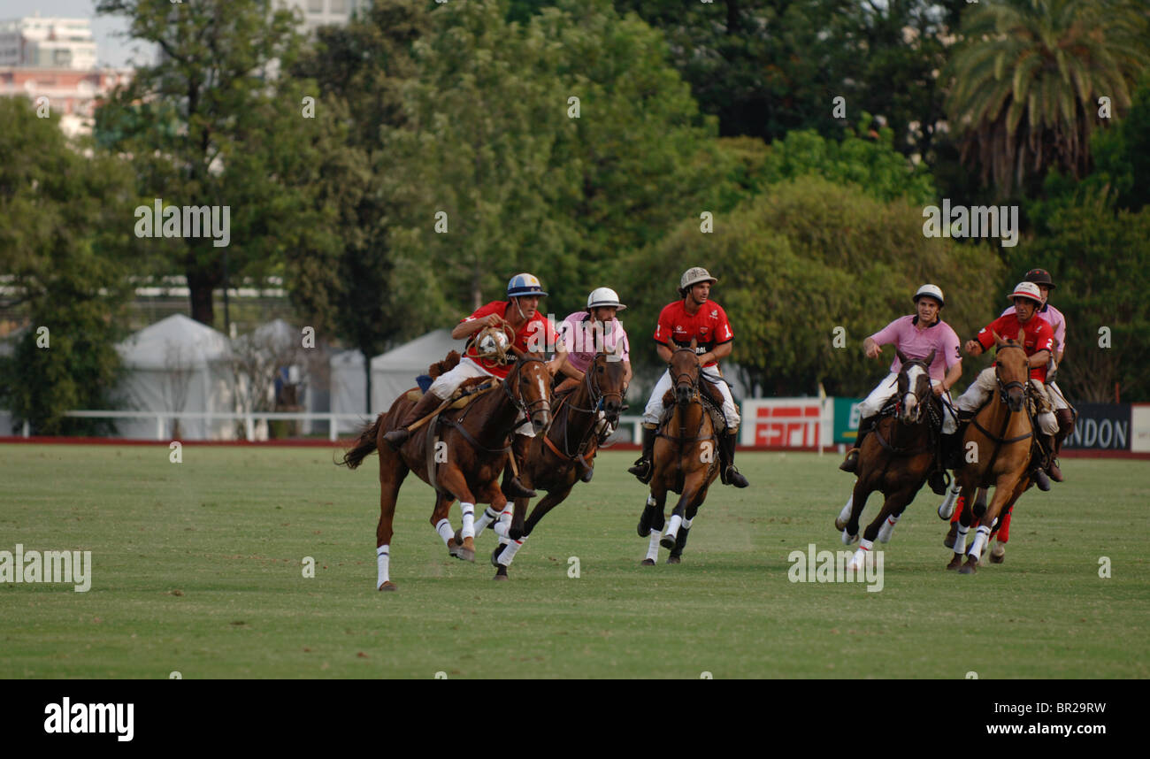 Pato horse hi-res stock photography and images - Alamy