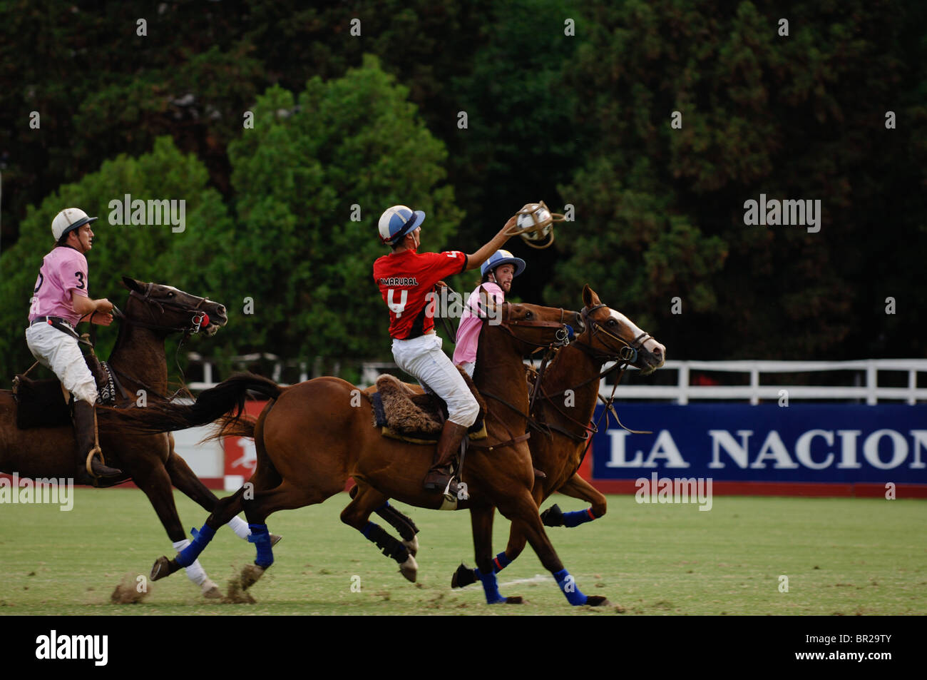 Pato hi-res stock photography and images - Alamy