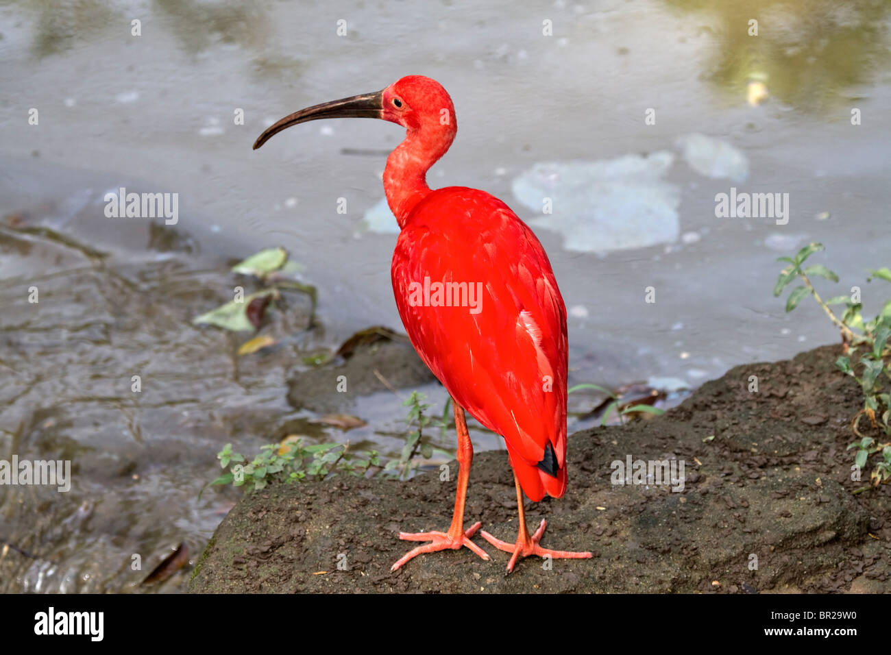 Scarlet Ibis; Eudocimus ruber Stock Photo - Alamy