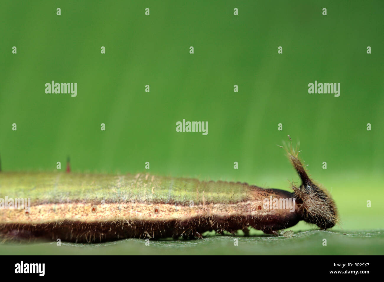 Green larva hi-res stock photography and images - Alamy
