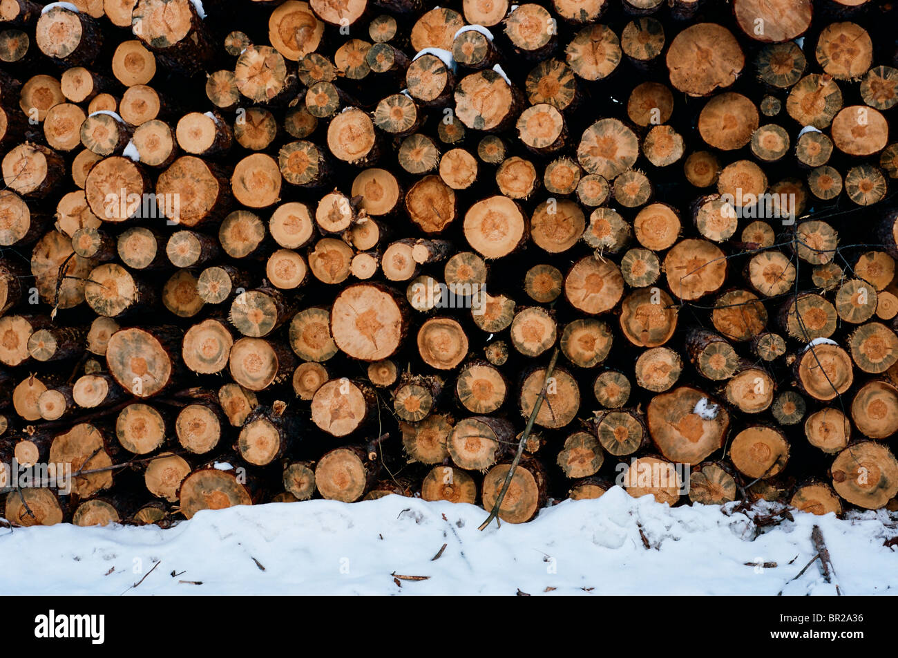 Log pile in winter Stock Photo - Alamy