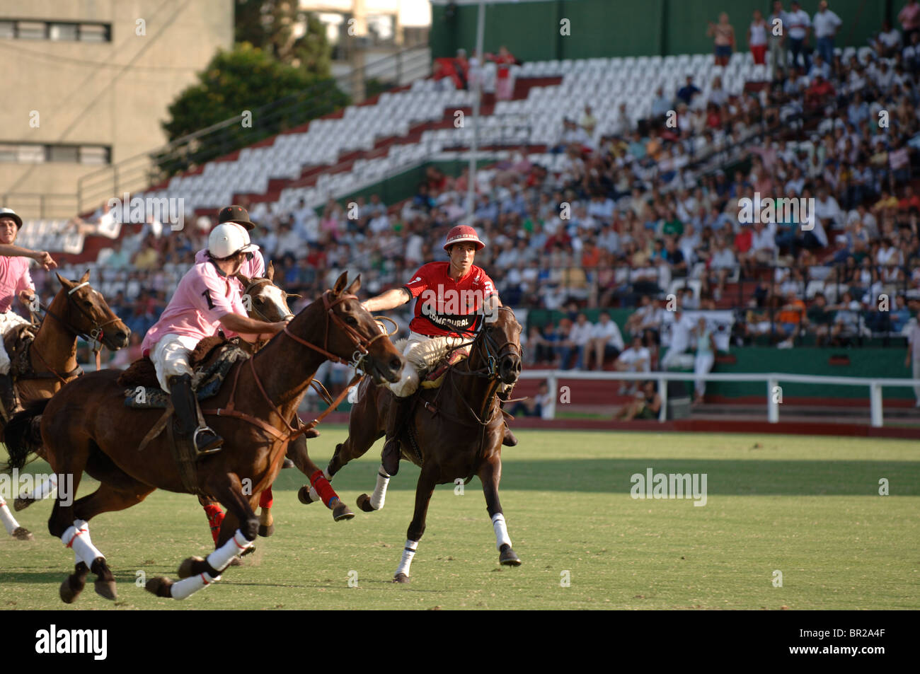 Pato horse hi-res stock photography and images - Alamy