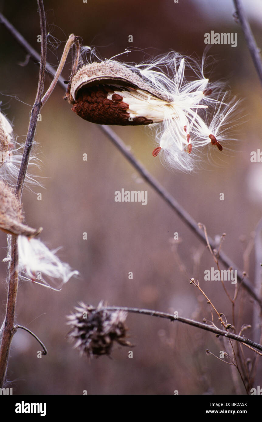 Milkweed seed pod in autumn Stock Photo - Alamy