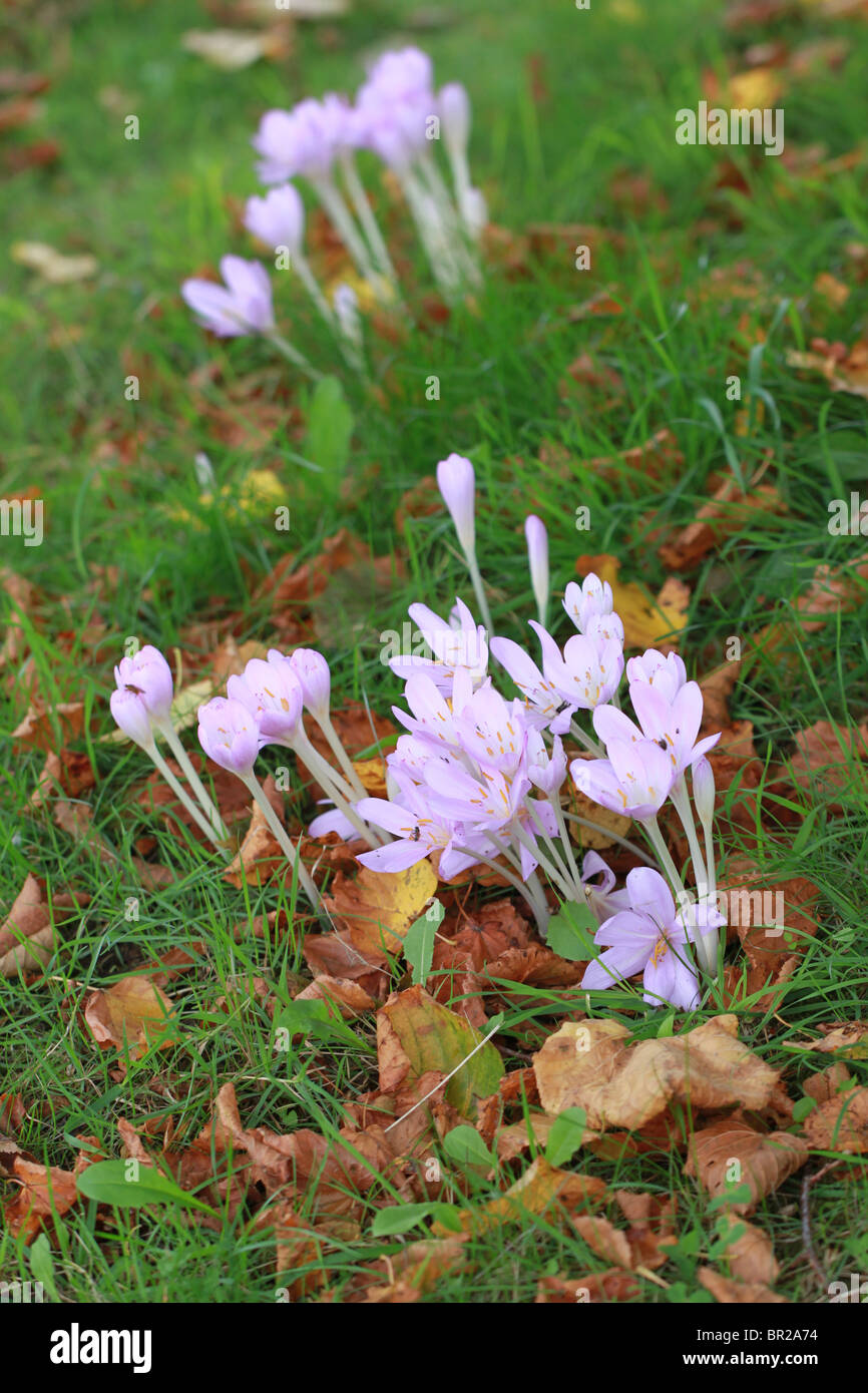 Colchicum autumnale hi-res stock photography and images - Alamy