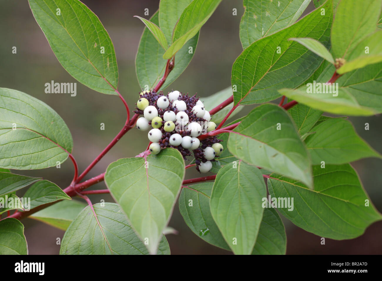 Cornus alba hi-res stock photography and images - Alamy