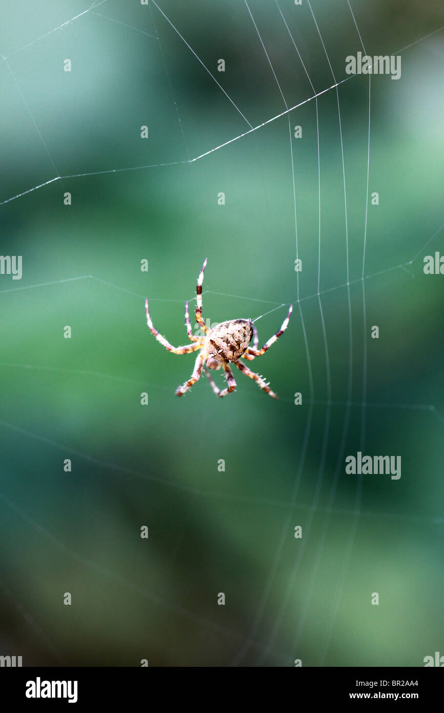 garden spider weaving web Stock Photo - Alamy