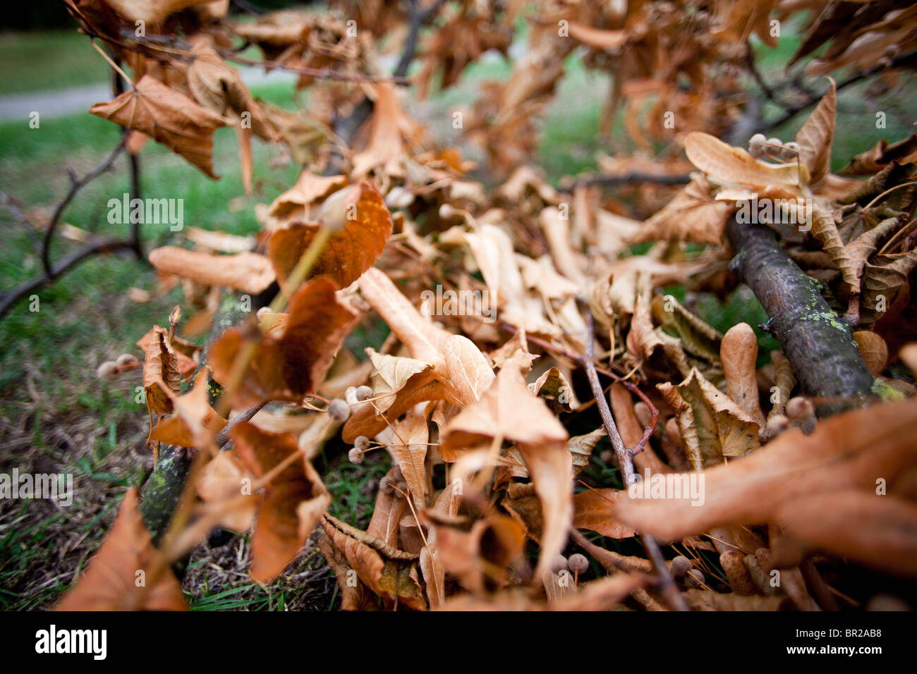 dry leaf leaves branch tree park Stock Photo - Alamy