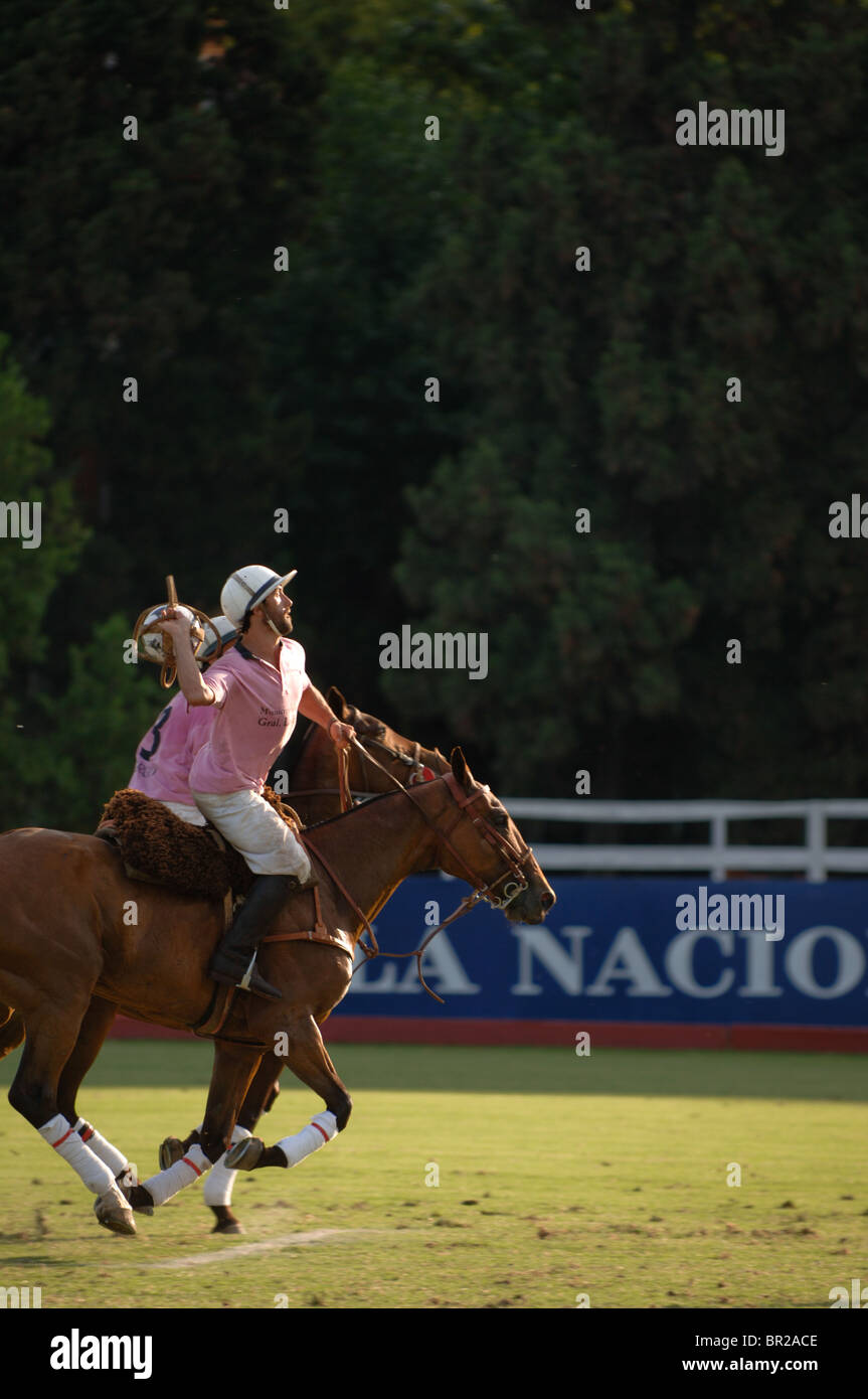 Pato horse hi-res stock photography and images - Alamy