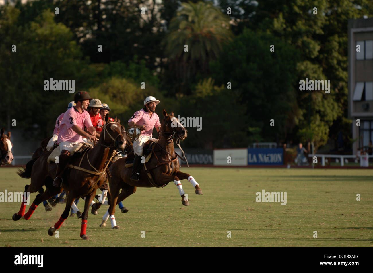 Pato argentina horse hi-res stock photography and images - Alamy