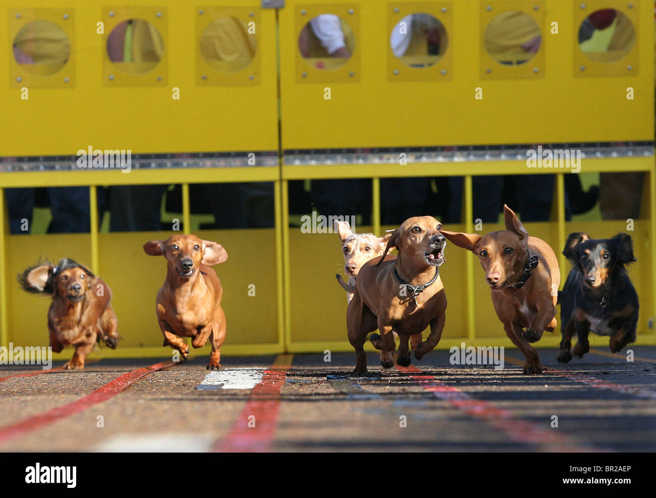 Wiener Dog Nationals 2022