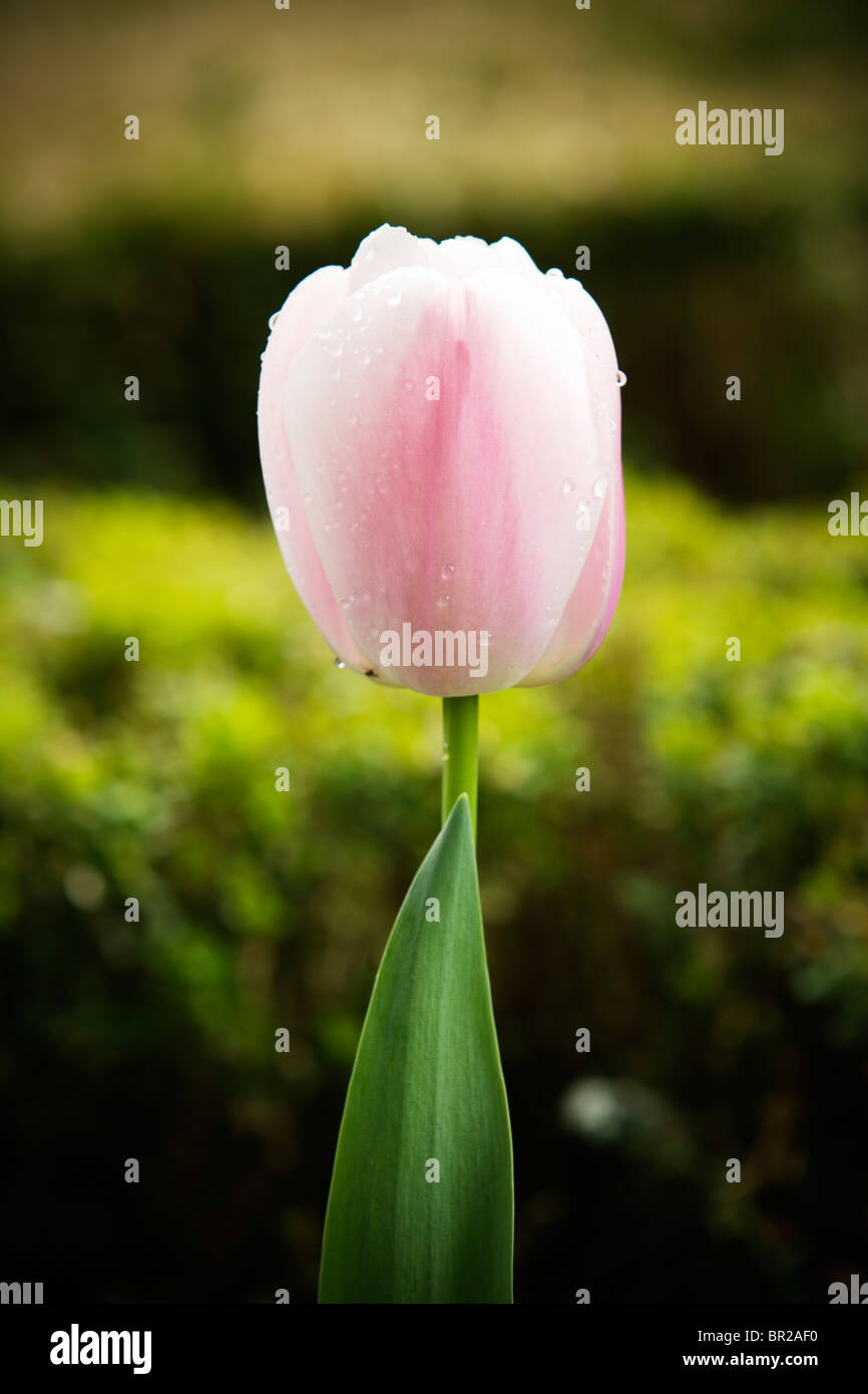 A pink tulip Stock Photo - Alamy