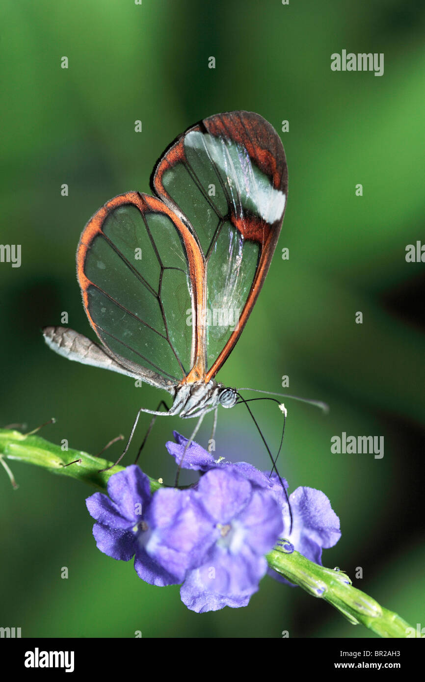 Clearwing or glasswing butterfly hi-res stock photography and images ...