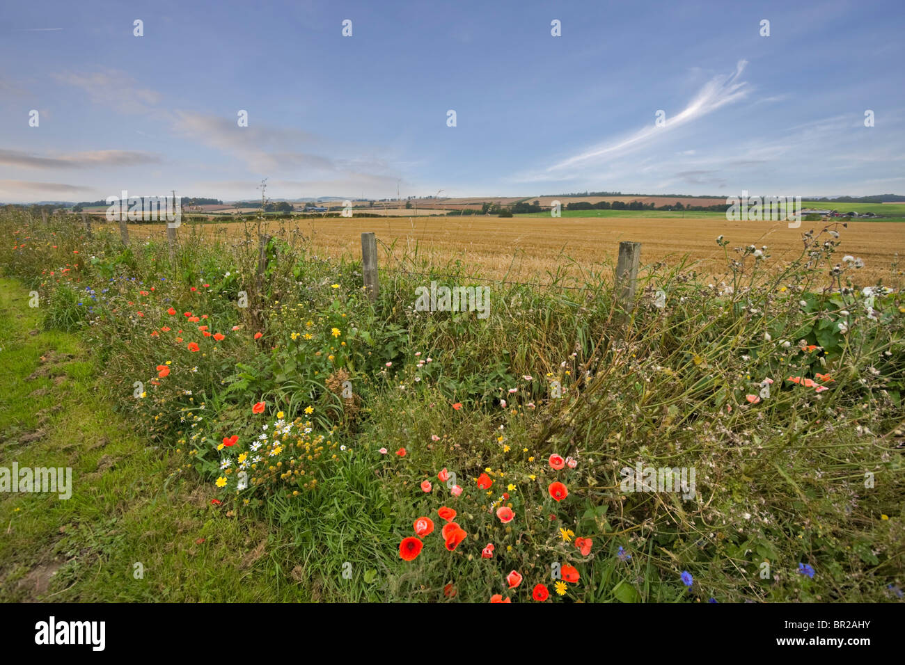 Wildflowers field edge hi-res stock photography and images - Alamy
