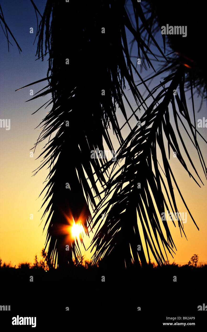 Palm tree sunrise hi-res stock photography and images - Alamy