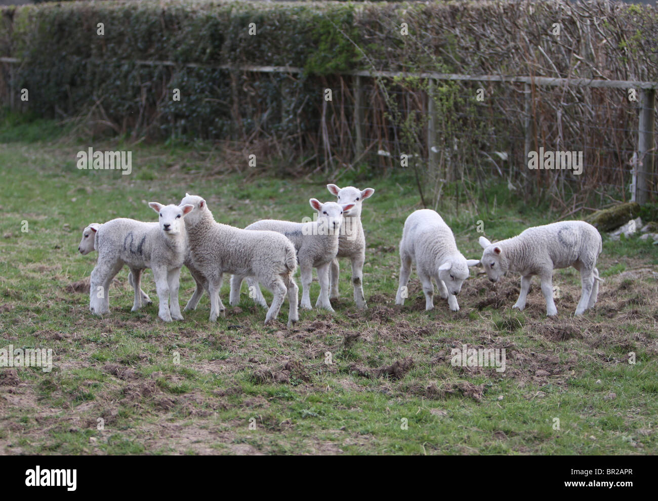 Seven lambs playing in a field Stock Photo - Alamy