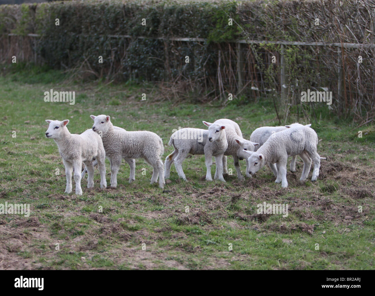 Seven lambs playing in a field Stock Photo - Alamy