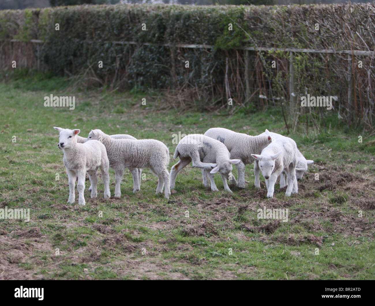 Seven lambs playing in a field Stock Photo - Alamy